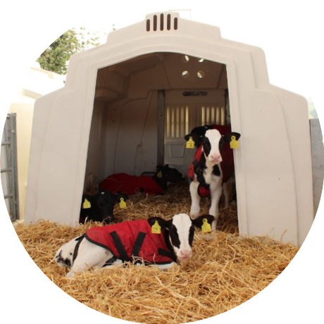 Durable Calf Housing Systems